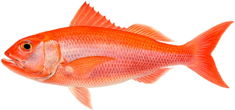 Info Spesies : Kenali Ruby Snapper - Umpan