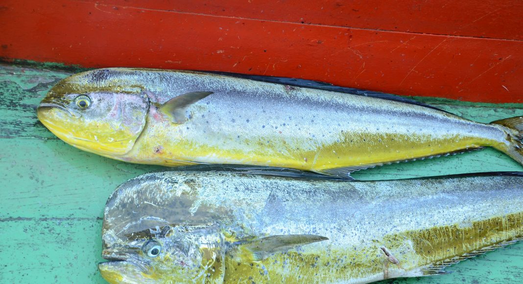 10 Spesies Ikan Yu Yang Menakjubkan!!