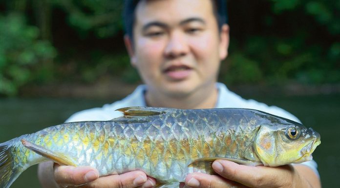 Info Spesies: Profil Ikan Tengalan - Umpan