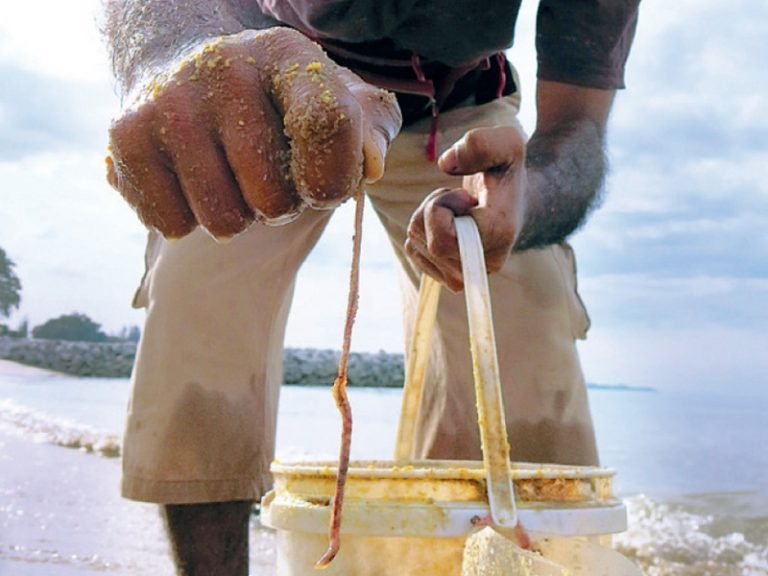 Kenali Famili Spesies Umpun-Umpun - Umpan