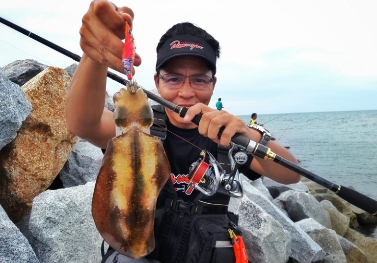 Info Spesies - Kenali Jenis Umpun-Umpun - Umpan