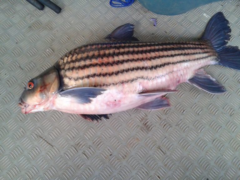 Spesies Ikan Asal Hampir Pupus Di Habitat Liar!!