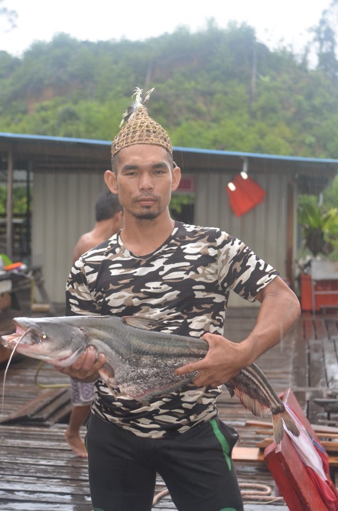 INFO SPESIES - KENALI IKAN TAPAH