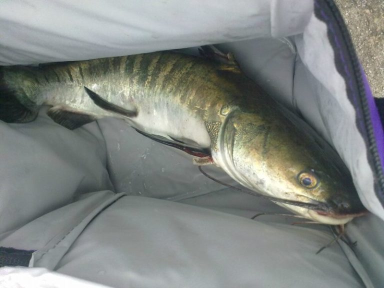 Info Spesies - Kenali Ikan Belukang - Umpan