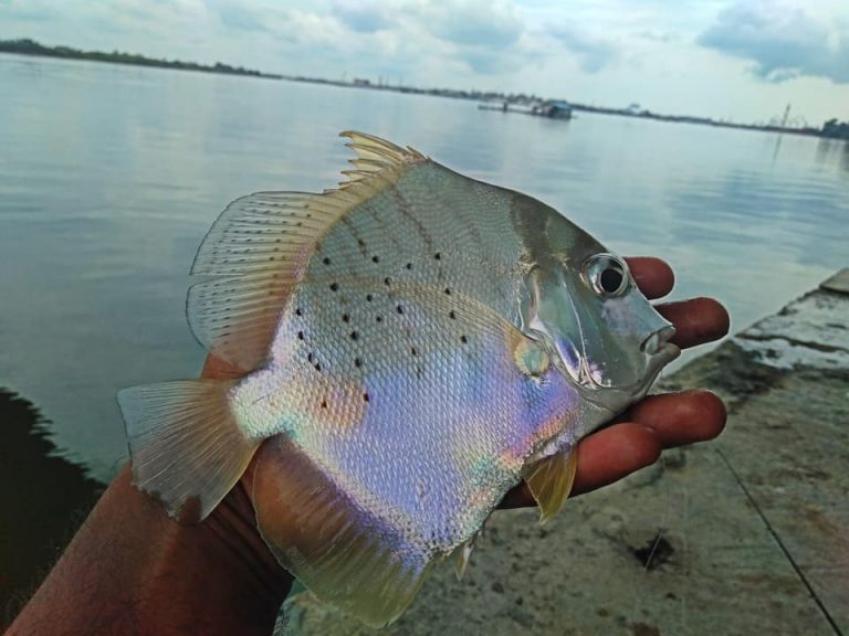 Info Spesies – Kenali Ikan Daun Baru!!