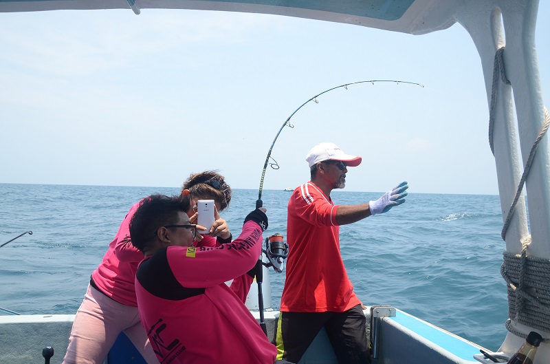 Panduan Mengendalikan Ikan Layaran - Umpan