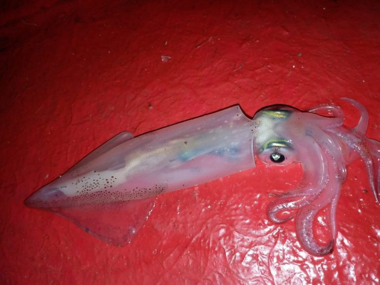 Info Spesies : 5 Jenis Sotong Popular Tanah Air - Umpan