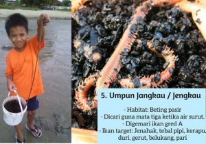 Info Spesies - Kenali Jenis Umpun-Umpun - Umpan