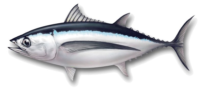 Jenis-Jenis Tuna Dalam Genus Thunnus - Umpan