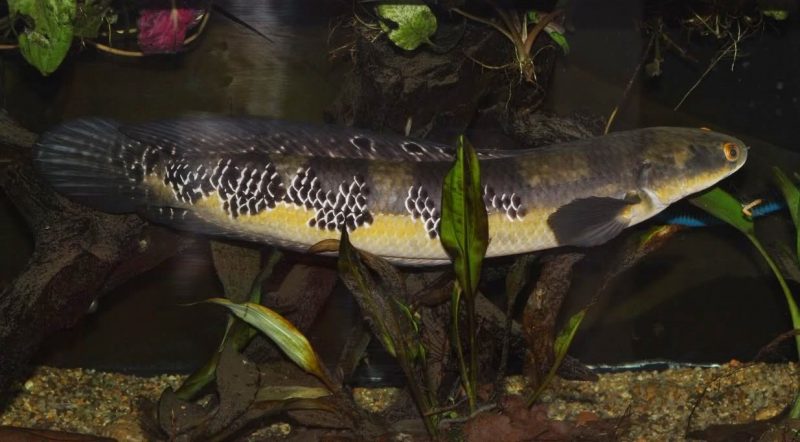 Info Spesies - Kenali Ikan Kerandang - Umpan