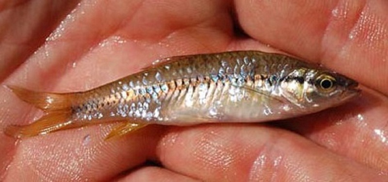 Info Spesies : Kenali Seluang Bada - Umpan