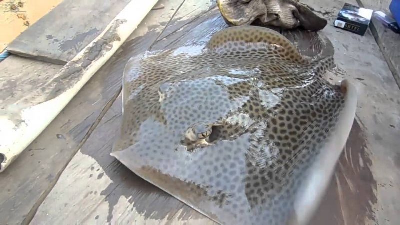 20 Spesies Ikan Berduri & Bersengat (Bahagian 1/2) - Umpan