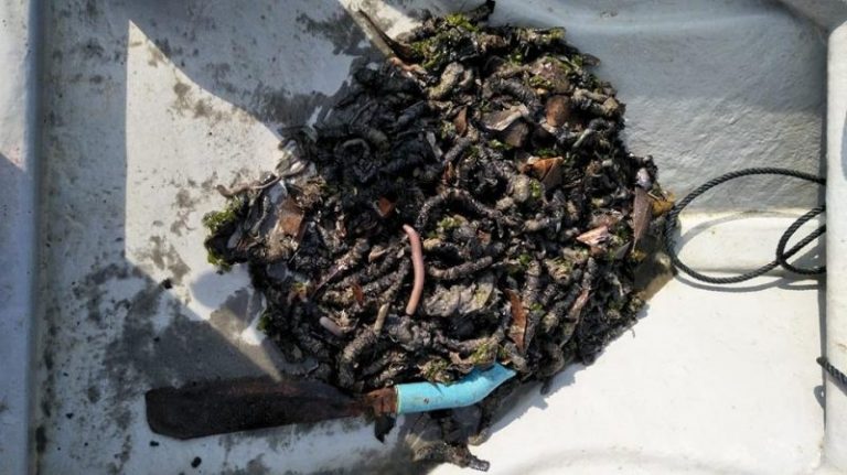 Kenali Famili Spesies Umpun-Umpun - Umpan