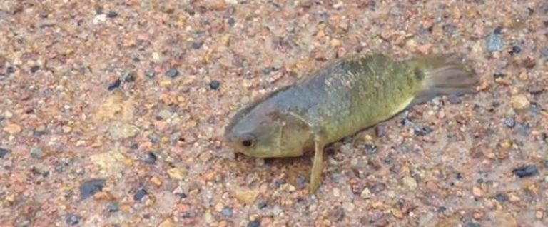 Info Spesies - Kenali Ikan Puyu - Umpan