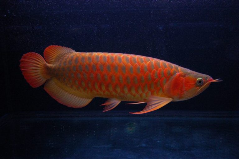 Spesies Ikan Asal Hampir Pupus Di Habitat Liar!!