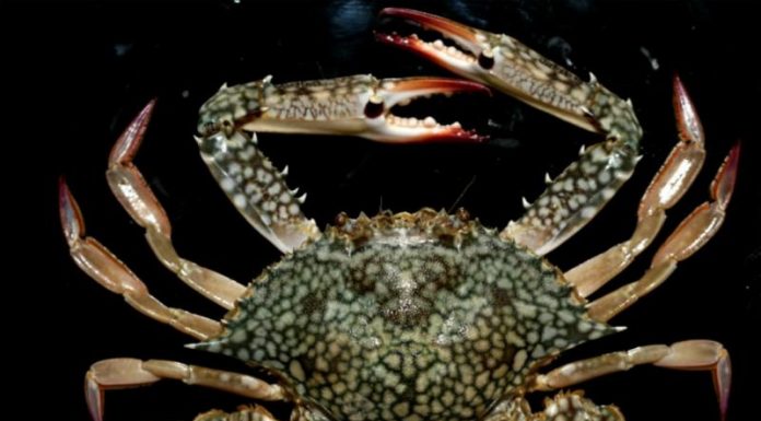 Ramai Yang Tak Tahu Perbezaan Ikan Ketarap Dan Bayan - Umpan