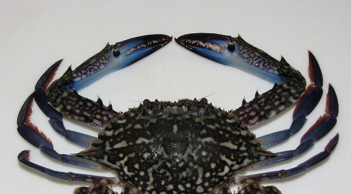 Ramai Yang Tak Tahu Perbezaan Ikan Ketarap Dan Bayan - Umpan