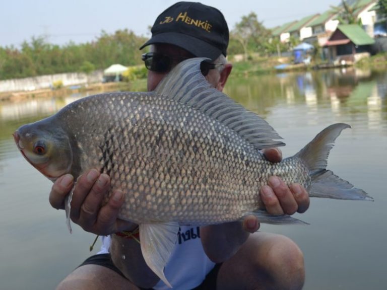 Kenali Ikan Terbol - Umpan