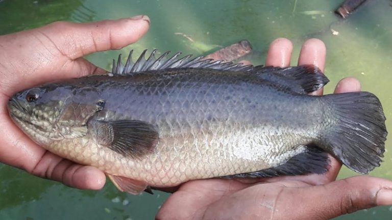Info Spesies - Kenali Ikan Puyu - Umpan