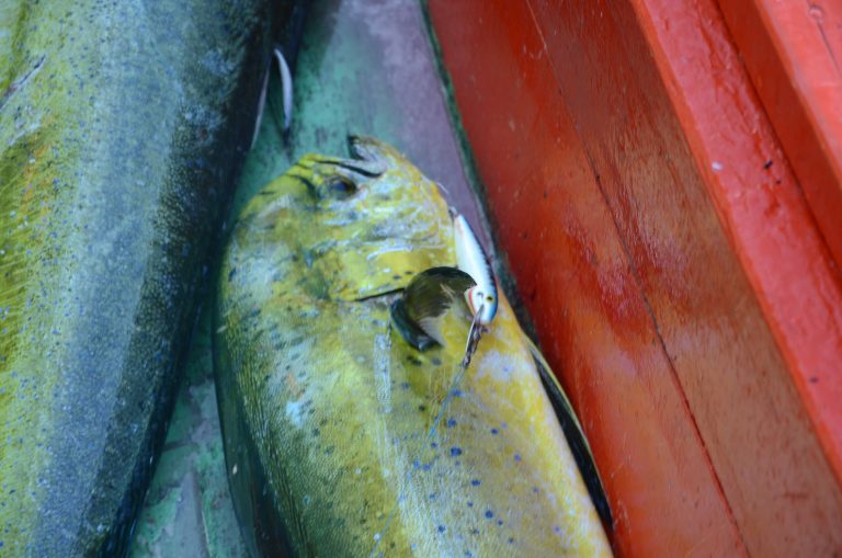 10 Spesies Ikan Yu Yang Menakjubkan!! - Umpan