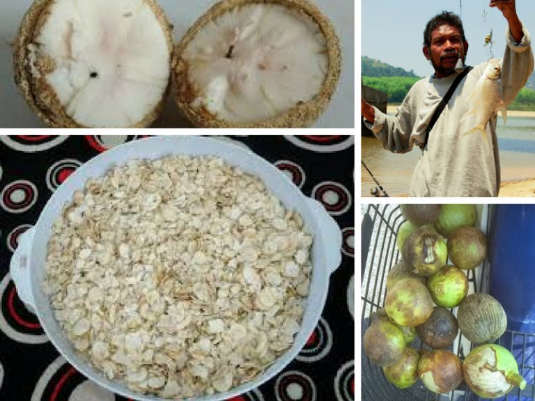 Info Spesies - Kenali Pokok Kulim - Umpan