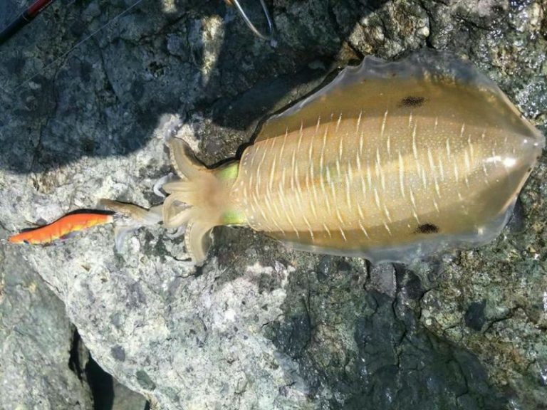 Info Spesies : 5 Jenis Sotong Popular Tanah Air - Umpan