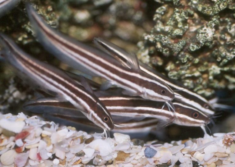 Kenali Ikan Sembilang Karang - Umpan