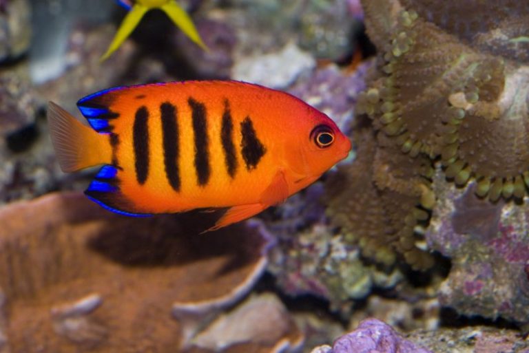 9 Ikan Terlajak Comel Penghias Akuarium - Umpan