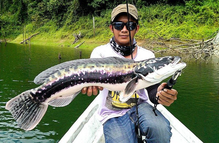 Info Spesies - Kenali Ikan Belukang!! - Umpan