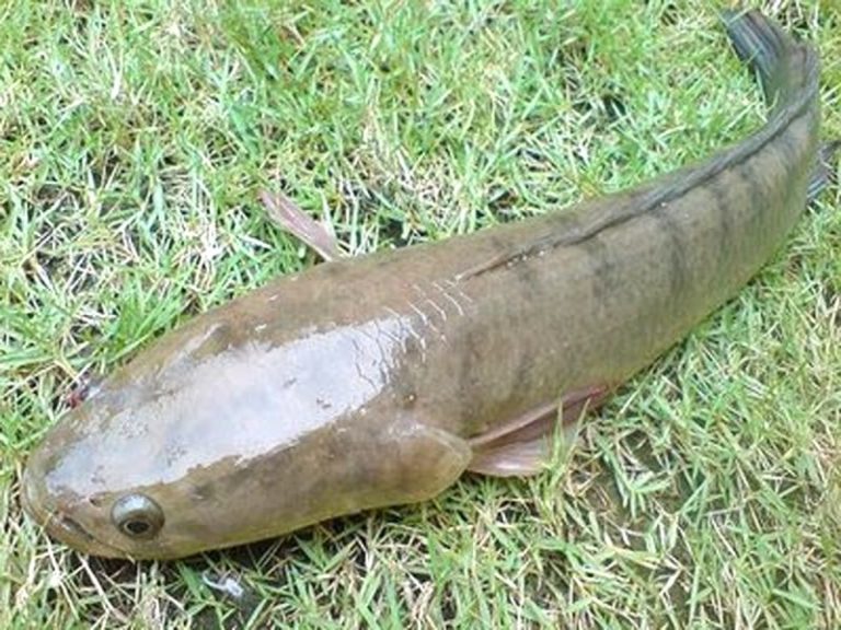 Info Spesies - Spesies Channa striata (haruan)