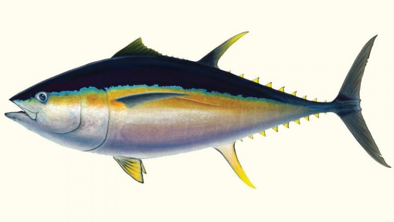 Jenis-Jenis Tuna Dalam Genus Thunnus - Umpan
