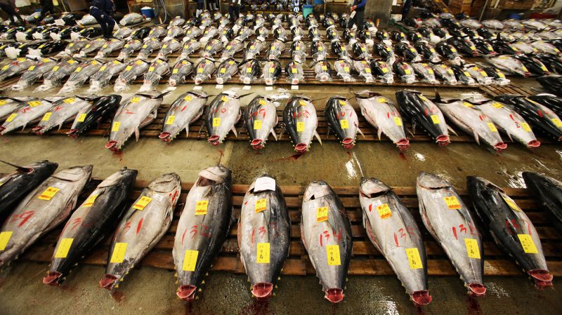 Info spesies : Nasib Pasific Bluefin Tuna - Umpan