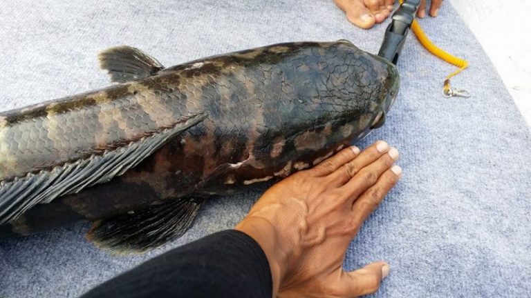 Info Spesies - Profil Ikan Toman - Umpan