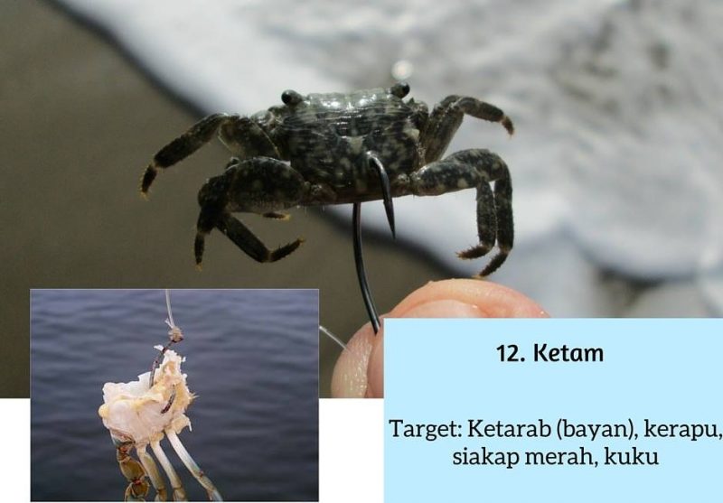 20 Jenis Umpan & Ikan Sasaran - Umpan