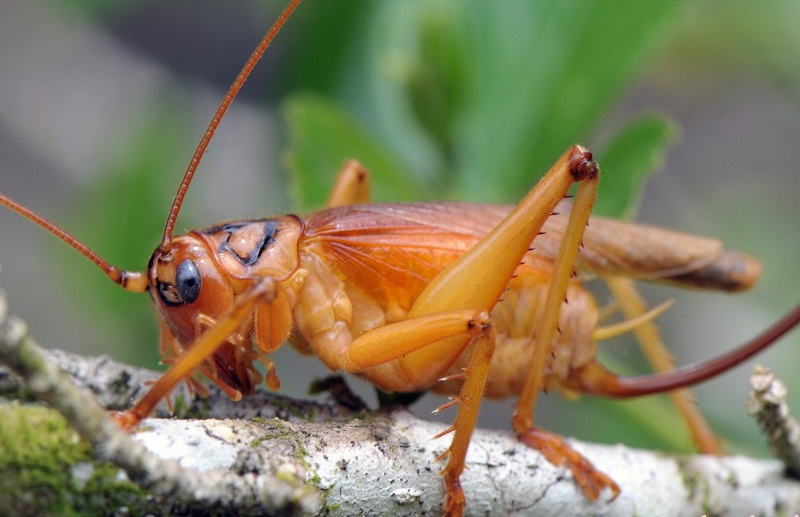 Info Spesies : Kenali umpan si cengkerik - Umpan