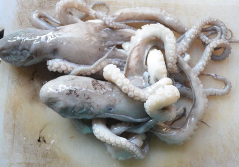 Info Spesies : 5 Jenis Sotong Popular Tanah Air - Umpan