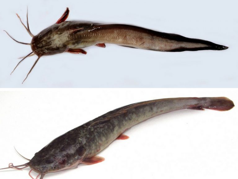 Perbezaan Antara Ikan Sembilang & Ikan Keli - Umpan