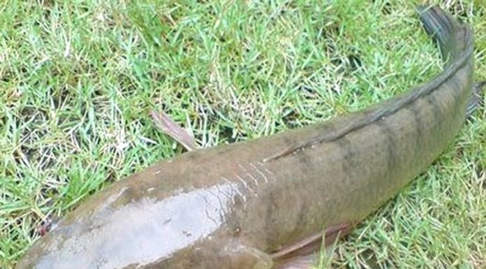 Info Spesies - Spesies Channa striata (haruan)