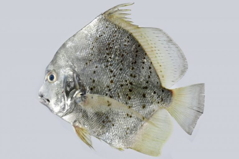 Bagaimana Nak Mancing Ikan Daun Baru? - Umpan