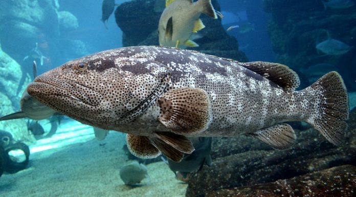 Info Spesies - Kenali Kerapu Boron!!