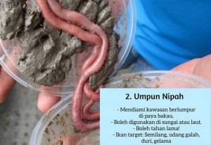 Info Spesies - Kenali Jenis Umpun-Umpun - Umpan