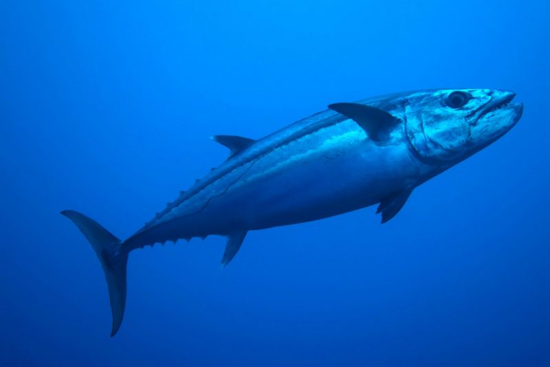 Info Spesies : Kenali Ikan Aya Budak - Umpan