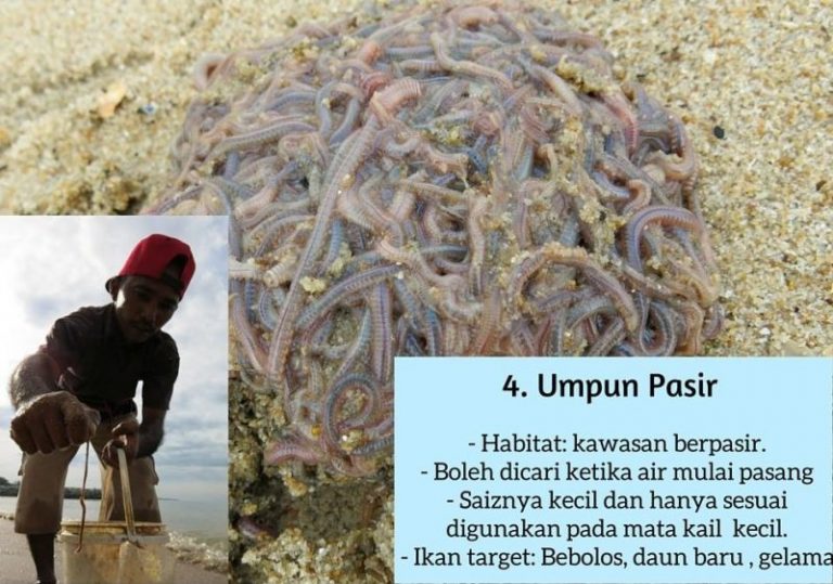Info Spesies - Kenali Jenis Umpun-Umpun - Umpan