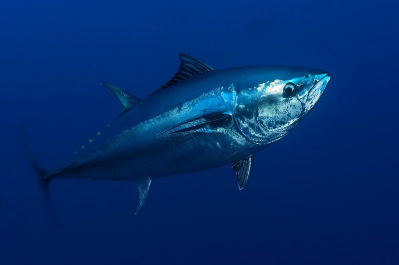 Jenis-Jenis Tuna Dalam Genus Thunnus - Umpan