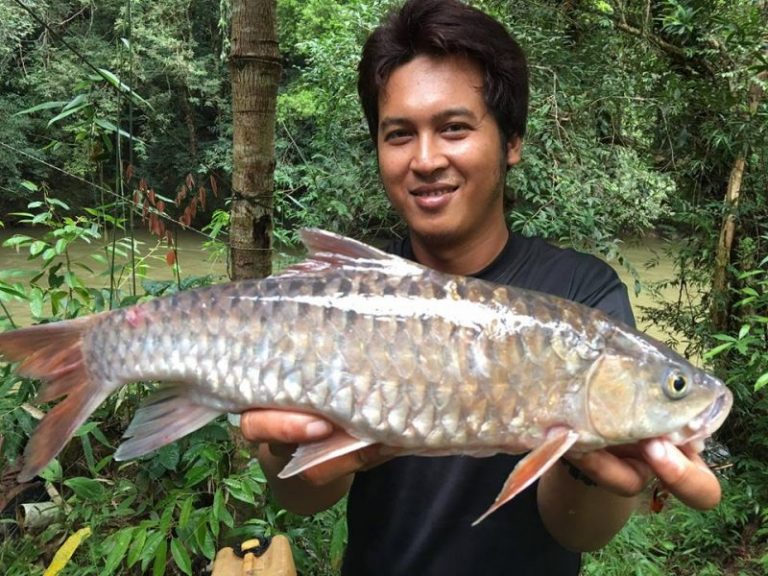 Nama Saintifik Terbaharu Kelah Merah