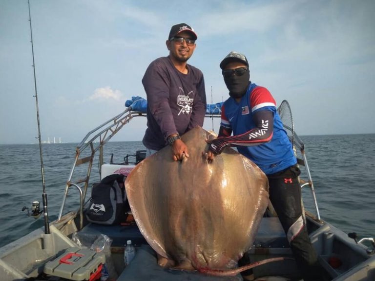 Info Spesies - Kenali Spesies Pari - Umpan