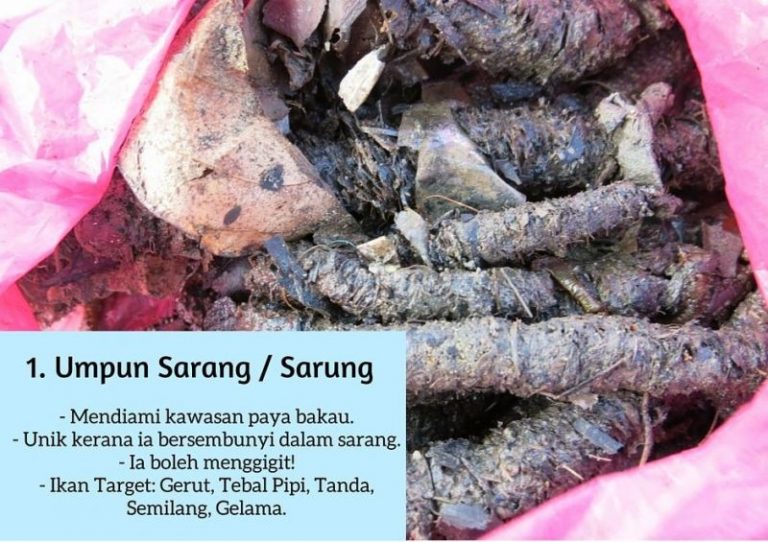 Info Spesies - Kenali Jenis Umpun-Umpun - Umpan