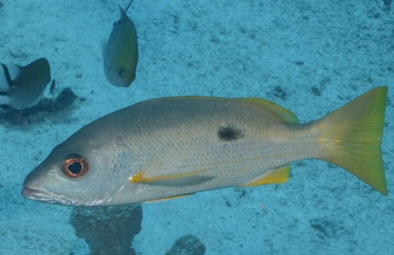 Info Spesies - Info Lengkap Spesies Jenahak