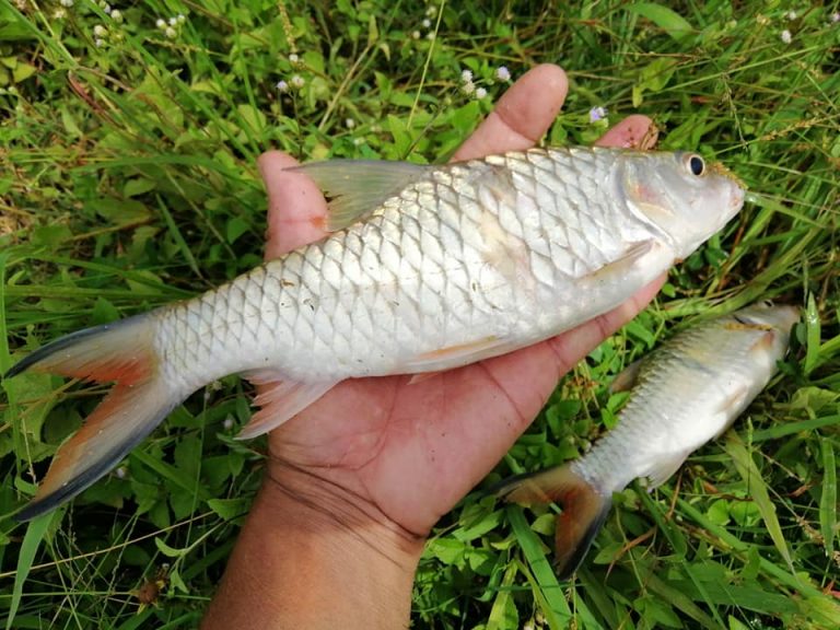 Info spesies: Mengenali sebarau lebih mendalam!!