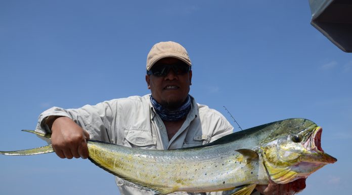 10 Spesies Ikan Yu Yang Menakjubkan!! - Umpan